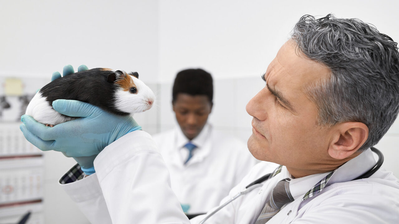 Veterinary Anesthesia Support and Service - Veterinary Anesthesia ...