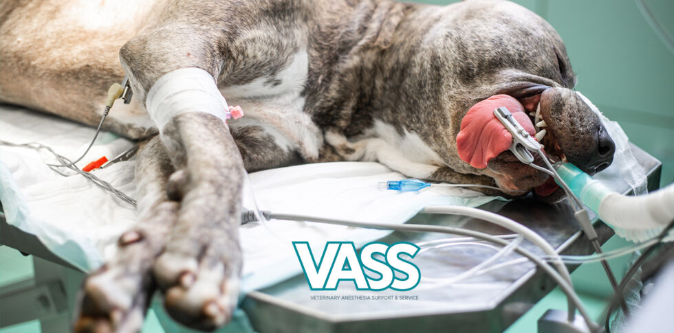 Veterinary Anesthesia Support and Service - Veterinary Anesthesia ...